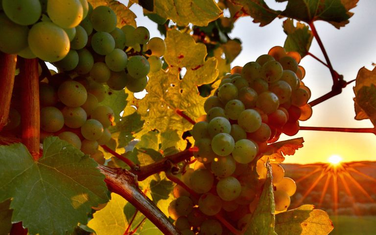 Tout savoir sur le Riesling et les recettes qui se marient le mieux ...